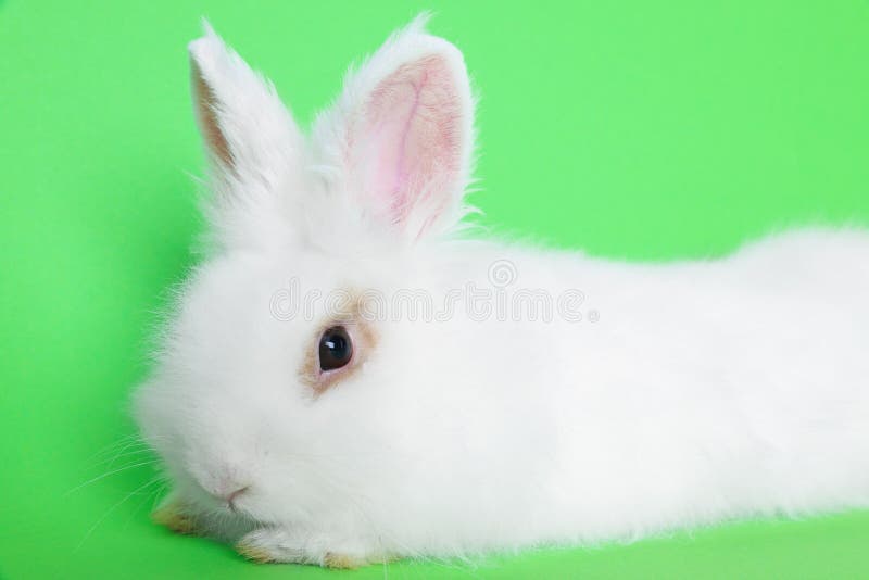 Fluffy White Rabbit on Green Background, Closeup. Cute Pet Stock Image ...