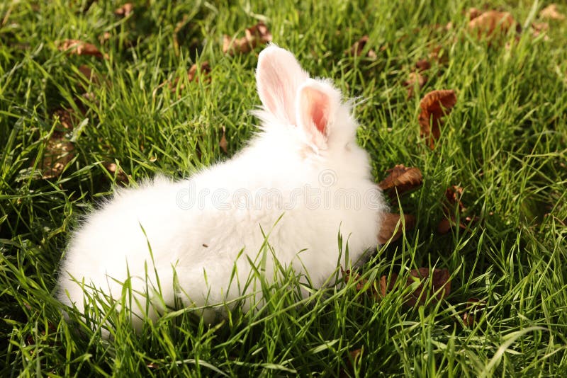 Fluffy White Rabbit on Green Grass Outdoors. Cute Pet Stock Image ...
