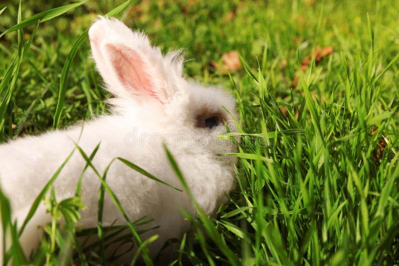 Fluffy White Rabbit on Green Grass Outdoors. Cute Pet Stock Image ...