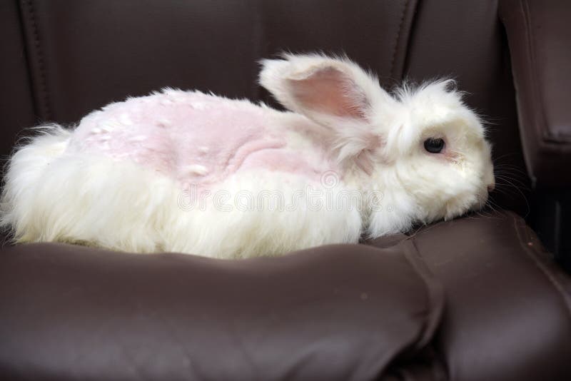 Back Rabbit Stock Photos - Download 1,514 Royalty Free Photos