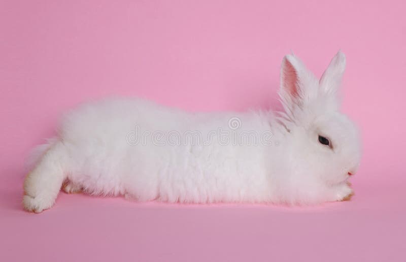 Fluffy White Rabbit on Pink Background. Cute Pet Stock Image - Image of ...