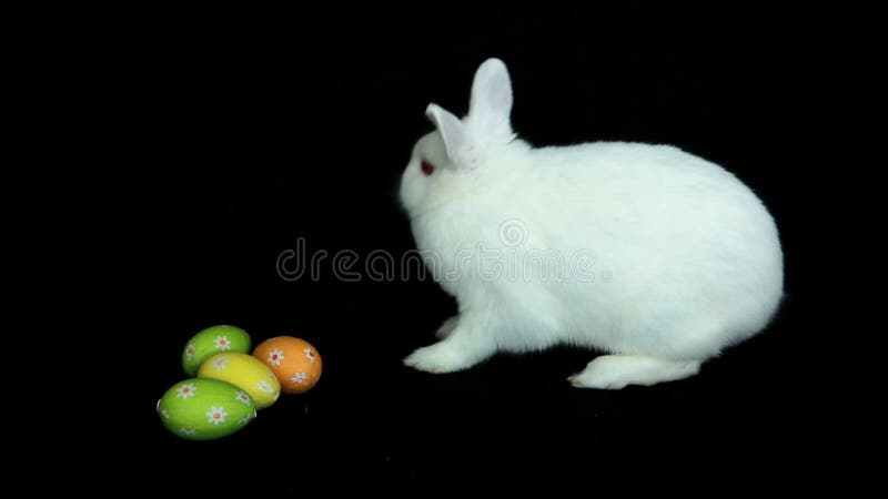 Easter Eggs and Easter Bunny Stock Footage - Video of cute, highdef ...