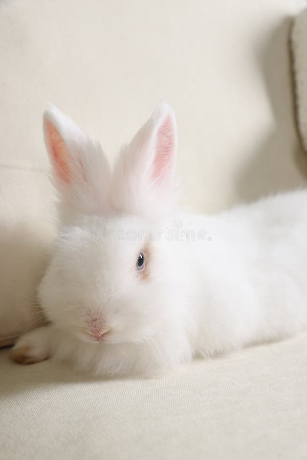 Fluffy White Rabbit on Sofa. Cute Pet Stock Photo - Image of fauna ...