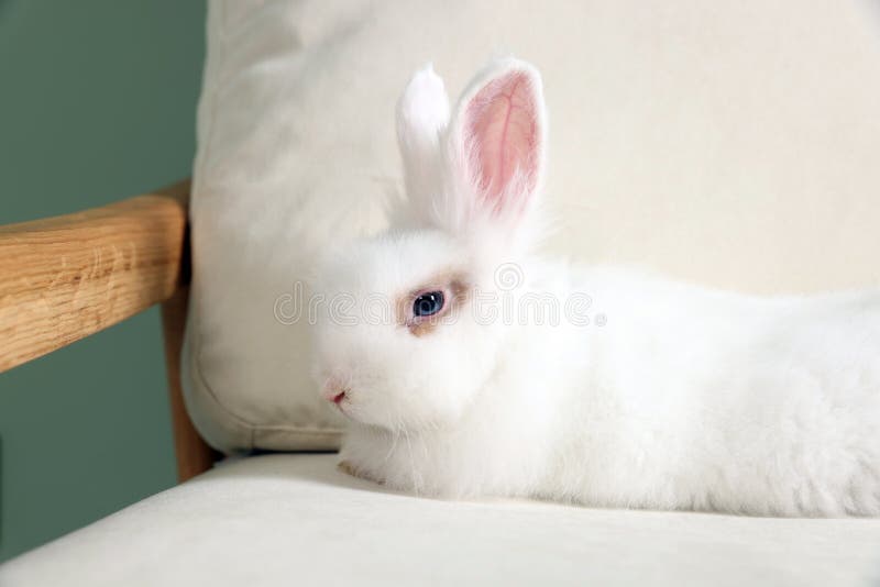 Fluffy White Rabbit on Sofa. Cute Pet Stock Image - Image of fluffy ...