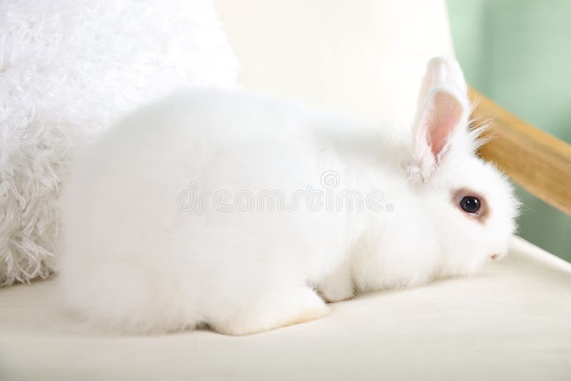 Fluffy White Rabbit on Sofa Indoors. Cute Pet Stock Image - Image of ...