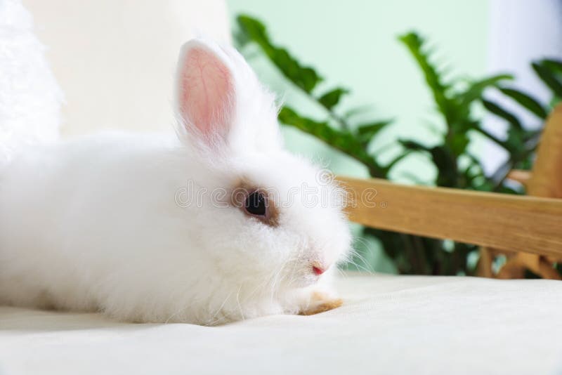 Fluffy White Rabbit on Sofa Indoors, Space for Text. Cute Pet Stock ...