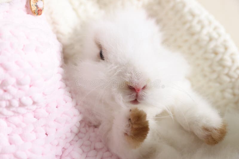 Fluffy White Rabbit on Soft Blanket, Closeup. Cute Pet Stock Image ...