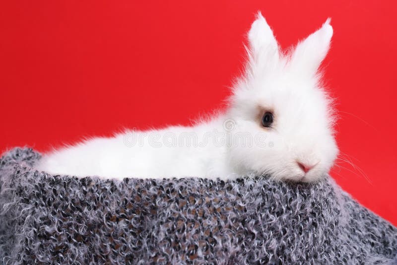 Fluffy White Rabbit Wrapped in Soft Blanket on Red Background. Cute Pet ...