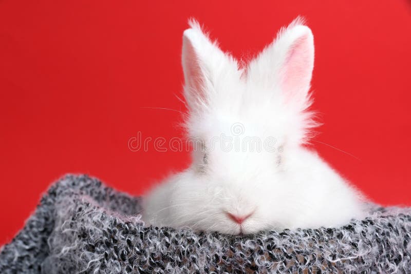 Fluffy White Rabbit Wrapped in Soft Blanket on Red Background. Cute Pet ...