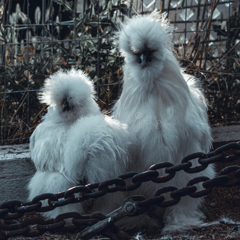 Cute fluffy chicken stock photo. Image of cute, shot, bird - 4957514