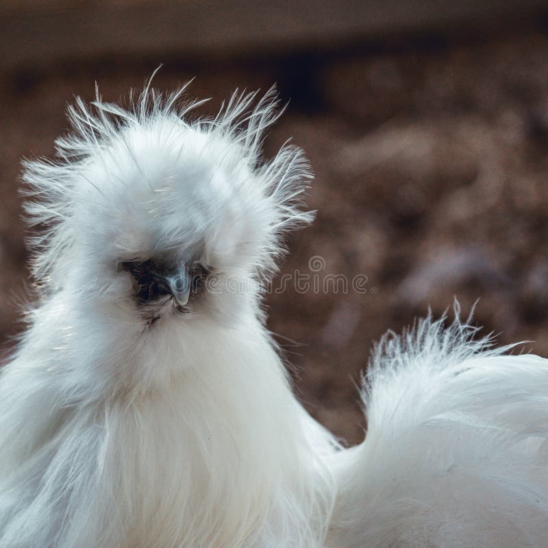 Fluffy White Silkie Farm Chicken, Looking Fabulous Stock Image - Image ...