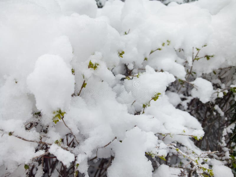Fluffy White Snow Blankets Budding Plants in an Unexpected Spring ...