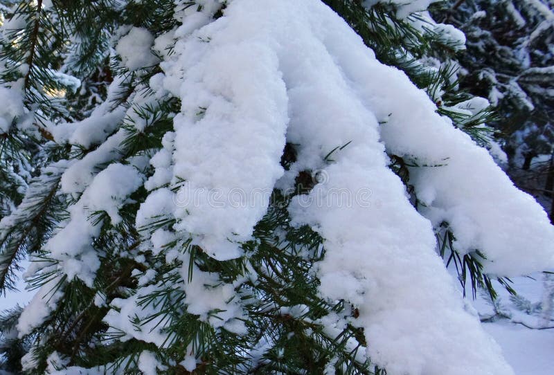 Fluffy White Snow on Green Pine Branches in a Dense Forest Stock Photo ...