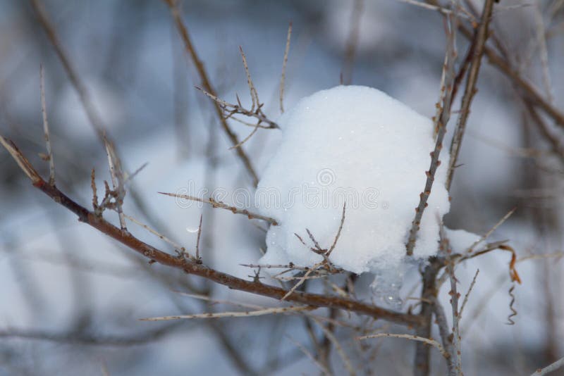Fluffy White Snow Lies between Bare Thorny Branches Stock Photo - Image ...