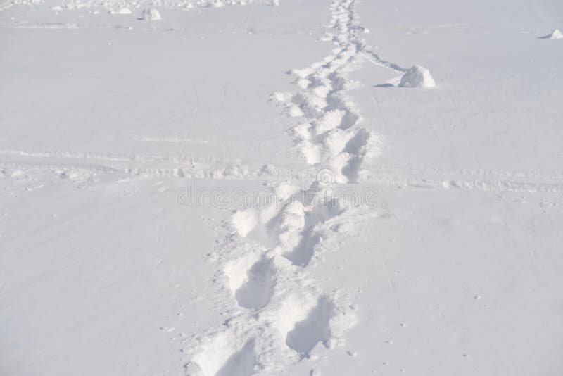 Fluffy White Snow with Prints of Animal Footprints, Beautiful Winter ...