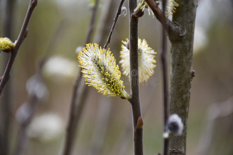 Fluffy, Blossoming Willow Bud Stock Image - Image of willow, produce ...