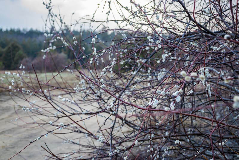 Willow Buds in Spring in March in the Open Air Stock Image - Image of ...