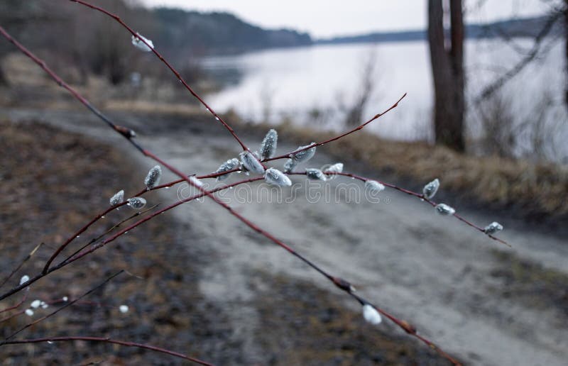 Willow Buds in Spring in March in the Open Air Stock Photo - Image of ...