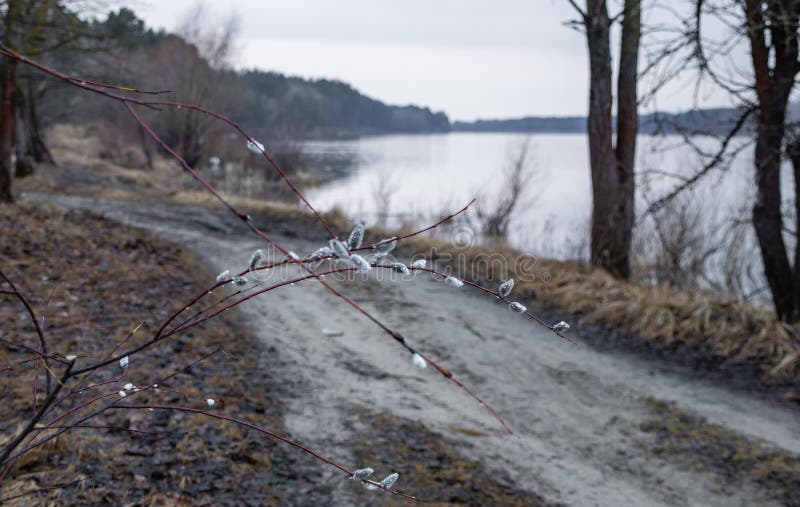 Willow Buds in Spring in March in the Open Air Stock Image - Image of ...