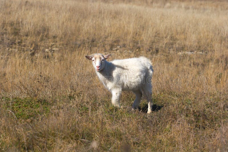 Fluffy white young goat stock image. Image of field, village - 37965267