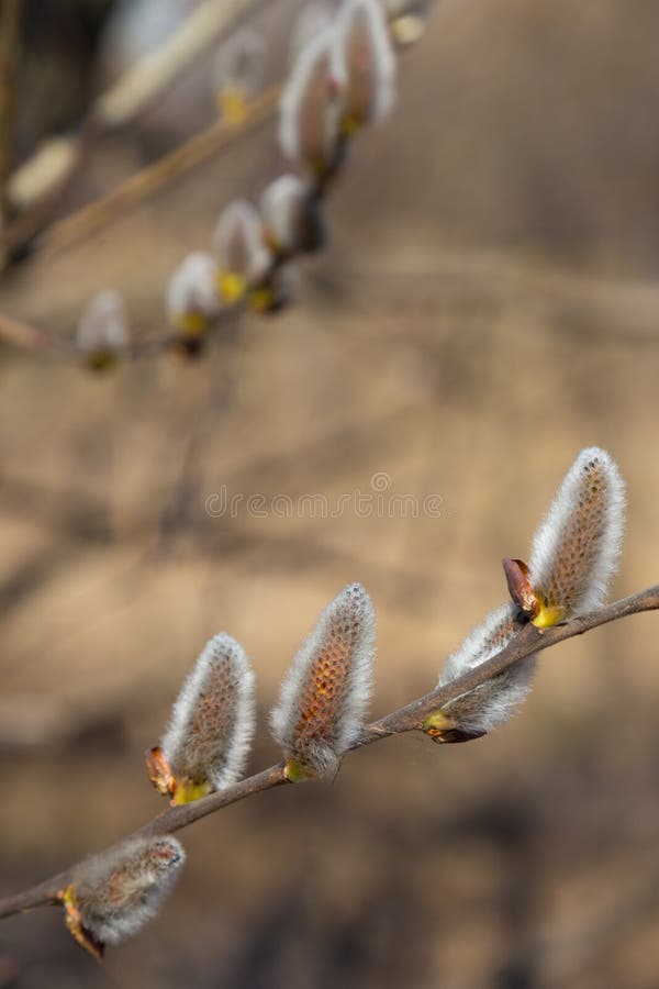 Fluffy willow branch stock image. Image of copy, grass - 39718175