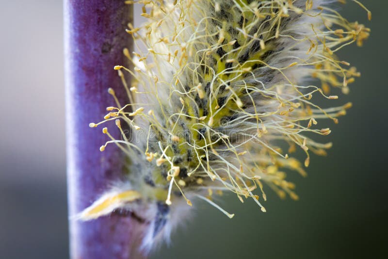 Fluffy Willow Buds on a Tree in Early Spring Stock Photo - Image of ...