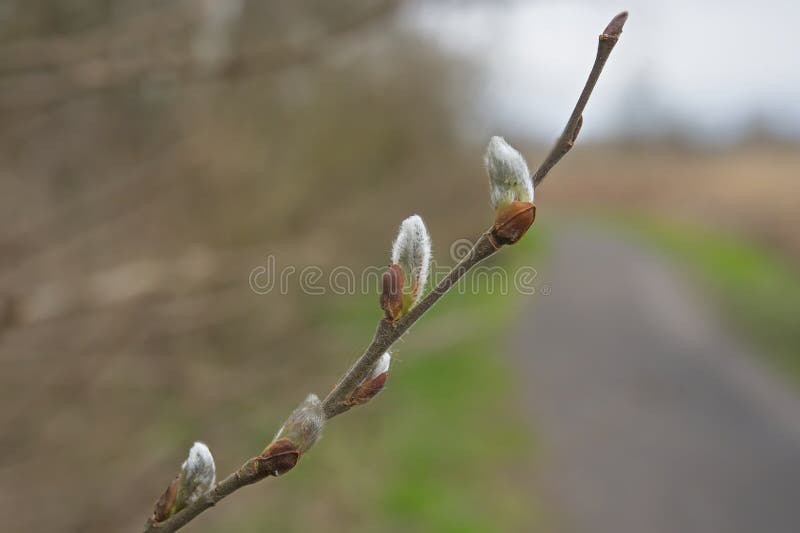 Fluffy Willow Catkins Closeup - Salix Stock Image - Image of closeup ...
