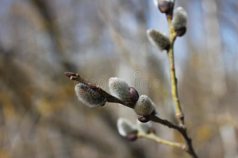 Willow cones in spring stock image. Image of plant, willow - 116444167