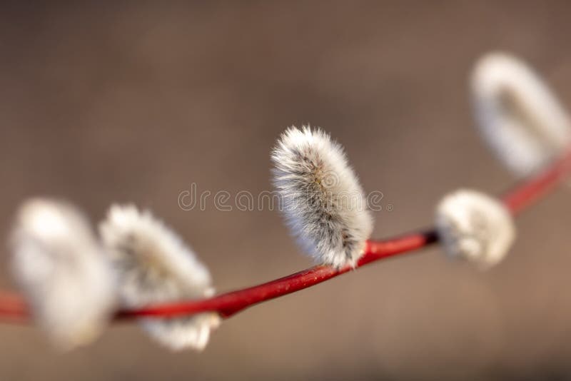 Fluffy Willow on a Tree in the Park Stock Image - Image of nature ...