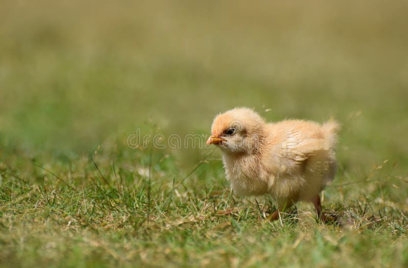 Cute fluffy chick stock photo. Image of farm, cute, nature - 15640060