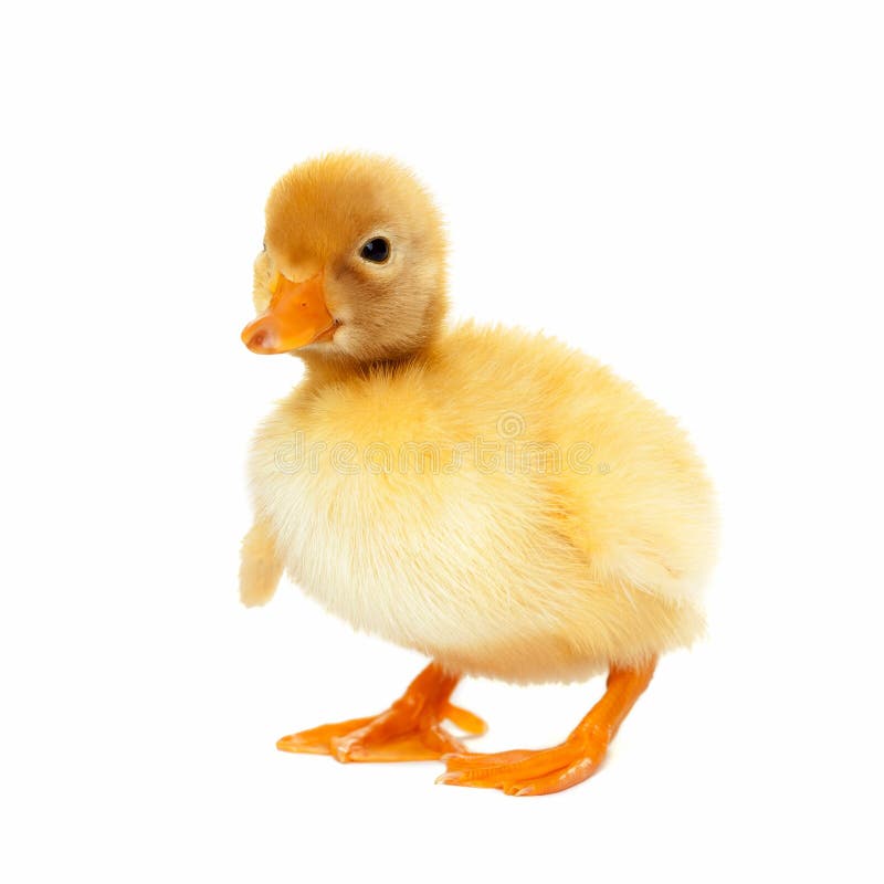 Fluffy Yellow Baby Duckling Stock Photo - Image of domestic, poultry ...