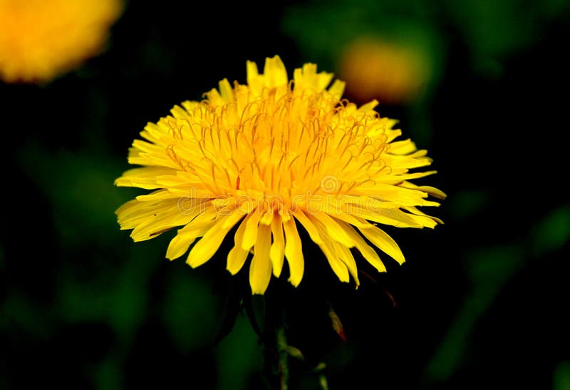 A Tall Dandelion in the Seed Phase Shown Above a Smaller Dandelion ...