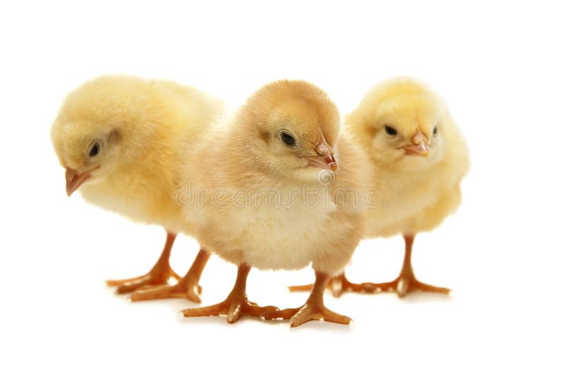 Fluffy Yellow Easter Chicken Stock Image - Image of farm, isolated ...