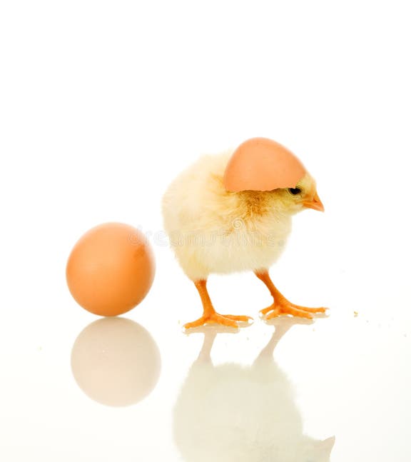 Fluffy Yellow Spring Chicken Stock Photo - Image of bird, symbol: 13418106
