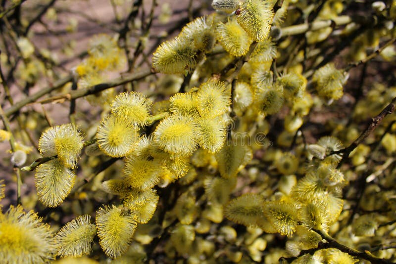 Fluffy Yellow Willow Branches. Spring Stock Photo - Image of warm ...