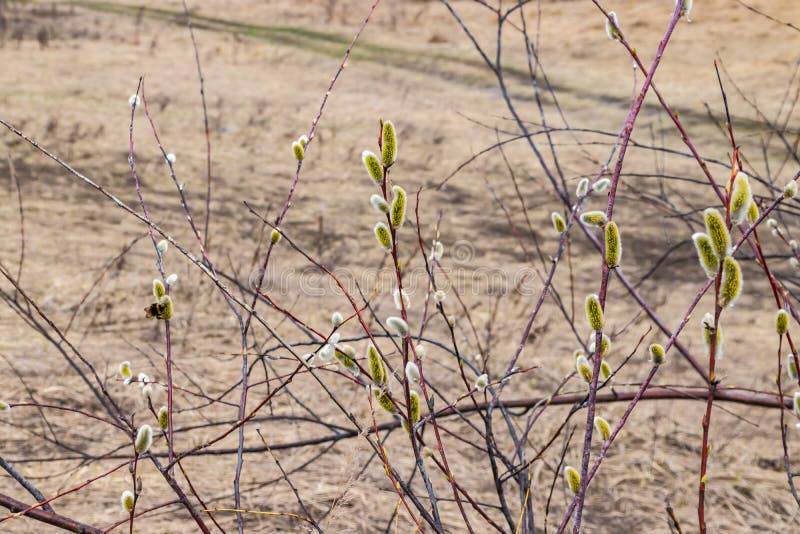 Willow Buds that Opened in the Spring in April Outdoors Stock Image ...