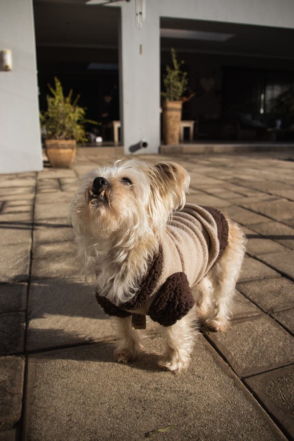 Fluffy Yorkshire Terrier with a Fluffy Warm Jacket Stock Image - Image ...