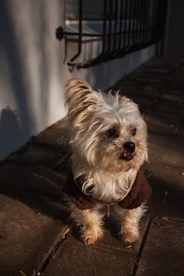 Fluffy Yorkshire Terrier with a Fluffy Warm Jacket Stock Image - Image ...