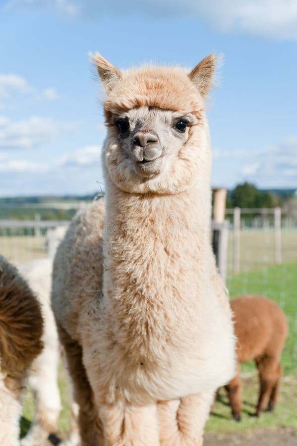 Fluffy young Alpaca stock image. Image of nature, curly - 28639305