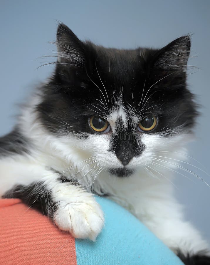 Fluffy Young Black with White Cat Stock Image - Image of beautiful ...
