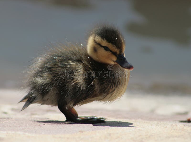690 Duckling Grey Background Stock Photos - Free & Royalty-Free Stock ...