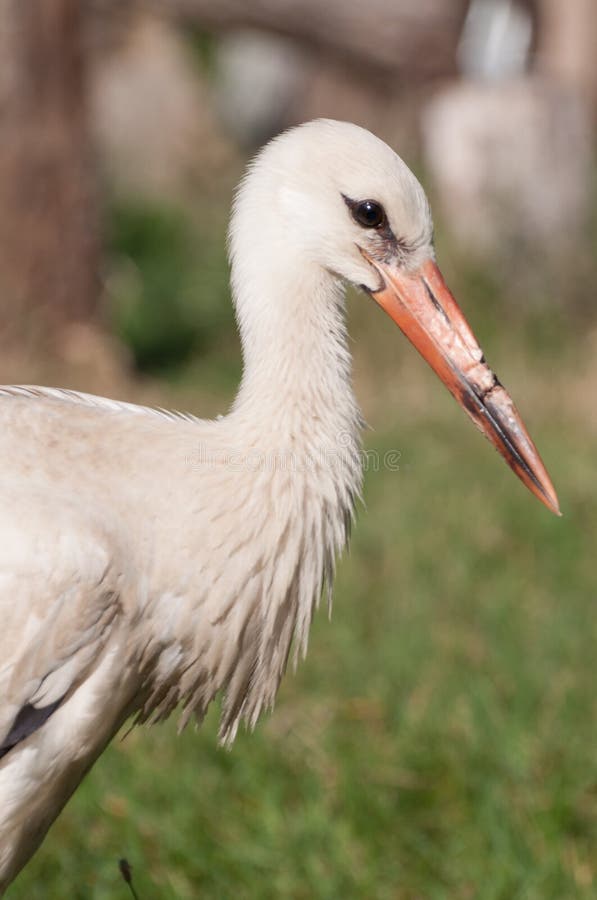 Fluffy Young Stork Portrait Stock Photo - Image of animal, outdoor ...