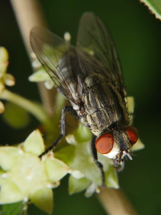 Fluga fotografering för bildbyråer. Bild av makro, fluga - 102891539