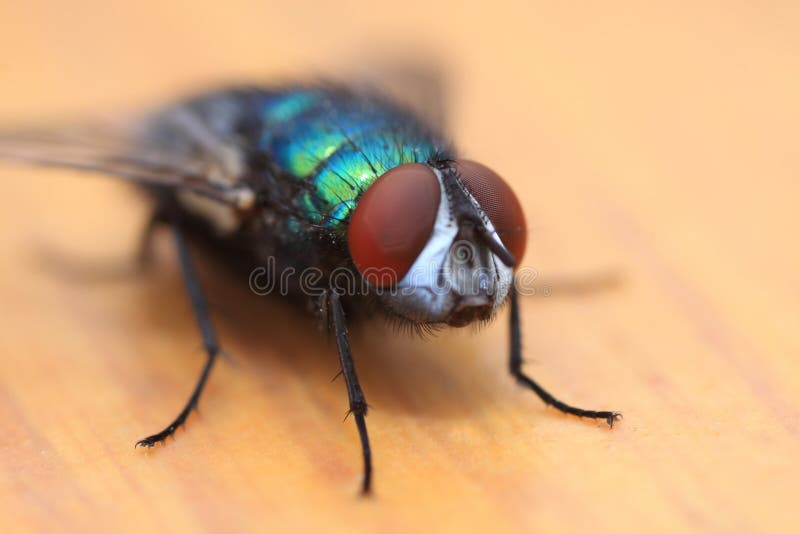 Fluga arkivfoto. Bild av platta, makro, fluga, närmare - 32085120