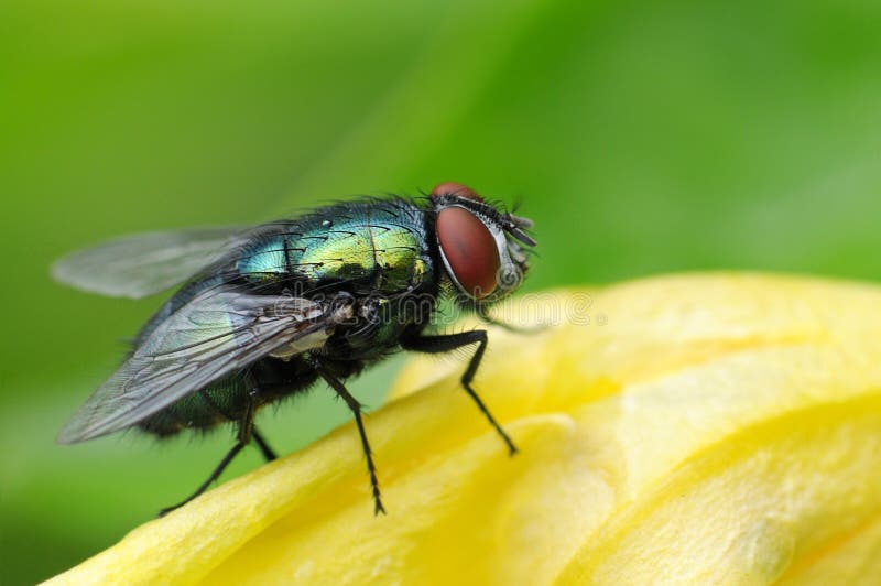 Fluga arkivfoto. Bild av borstet, svart, husflyg, makro - 16715022