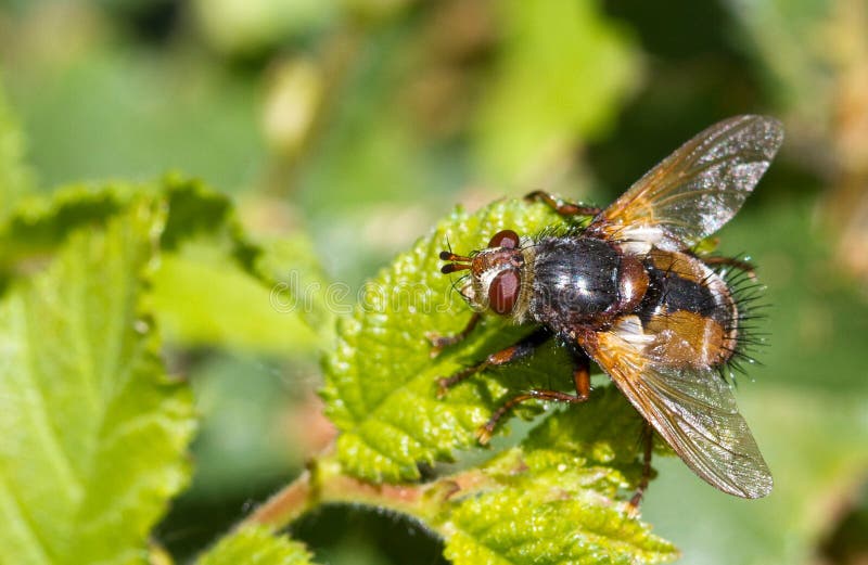 Fluga arkivfoto. Bild av natur, kryp, stänga, fluga, fält - 24867504