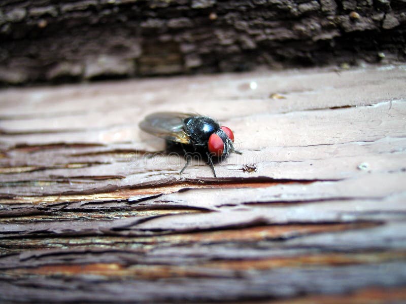 Fluga arkivfoto. Bild av kryp, fluga, angus, makro, vingar - 2649606