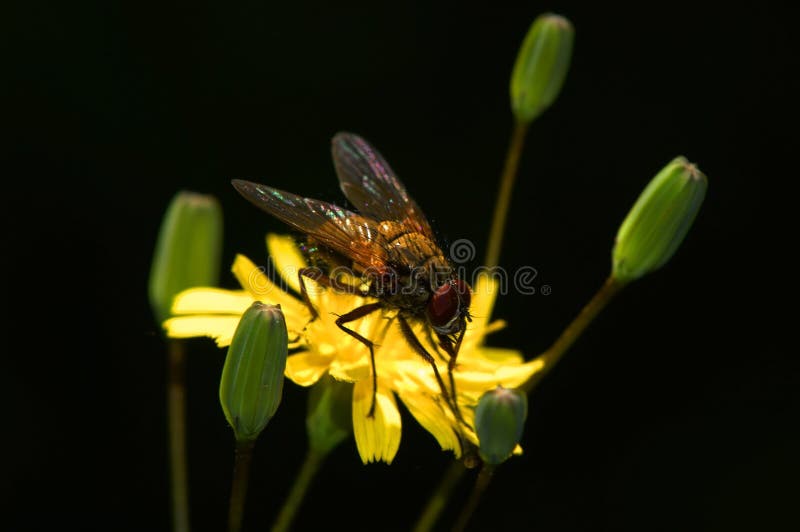 163,937 Fluga Foton - Gratis och royaltyfria stockfoton från Dreamstime