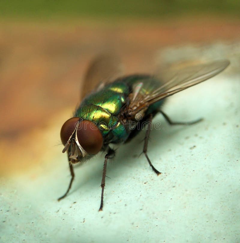 Fluga 3 arkivfoto. Bild av fluga, stänga, makro, biologi - 164442