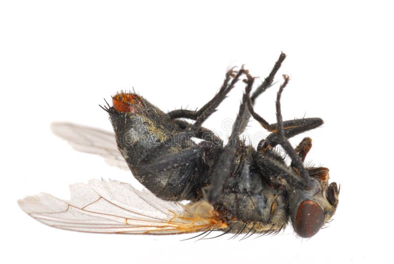 Död fluga fotografering för bildbyråer. Bild av compound - 23790421